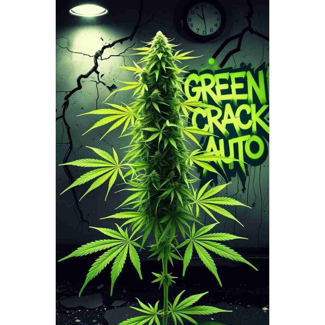Green Crack Auto Cannabis Seeds | Best Seller